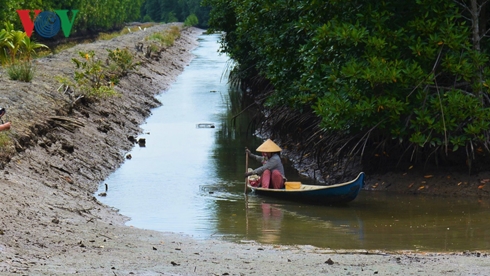 Nuôi tôm dưới tán rừng, thu 200 triệu đồng mỗi năm