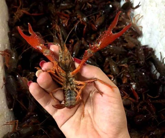 Hải quan siết chặt ngăn chặn nhập tôm càng đỏ