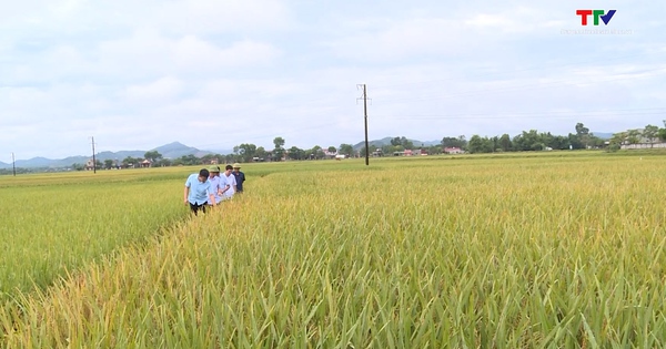 Phát triển liên kết sản xuất lúa nếp