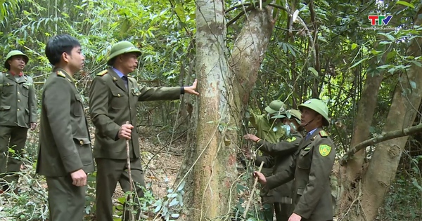 Lực lượng Kiểm lâm bám địa bàn bảo vệ rừng những ngày Tết