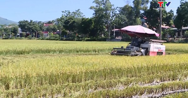 Đẩy nhanh tiến độ thu hoạch lúa vụ thu mùa