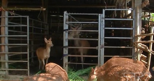 Nông dân tỉnh Nghệ An phát triển chăn nuôi hươu trong nông hộ